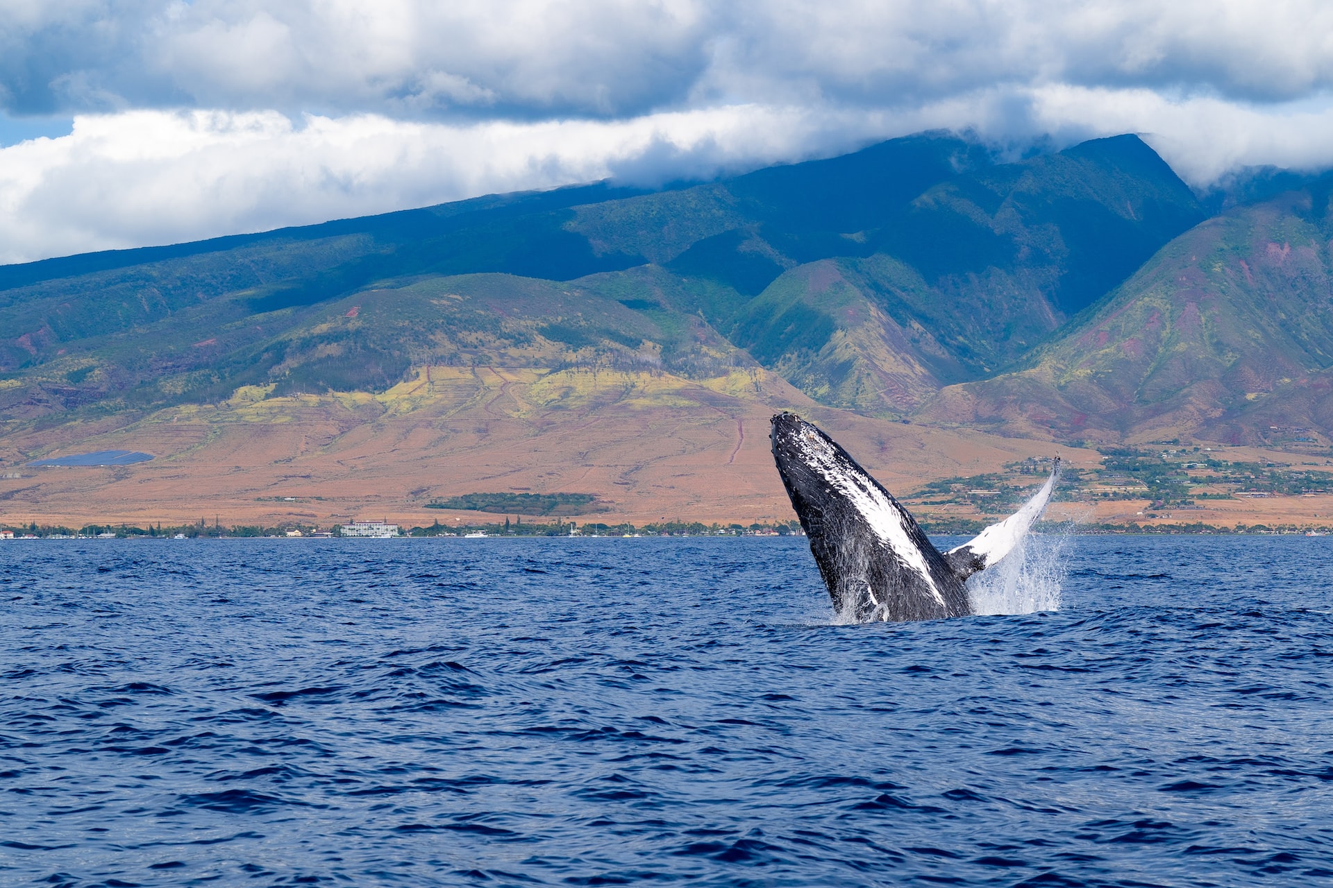 The Best Beaches in Lahaina: A Guide to Your Perfect Hawaiian Vacation
